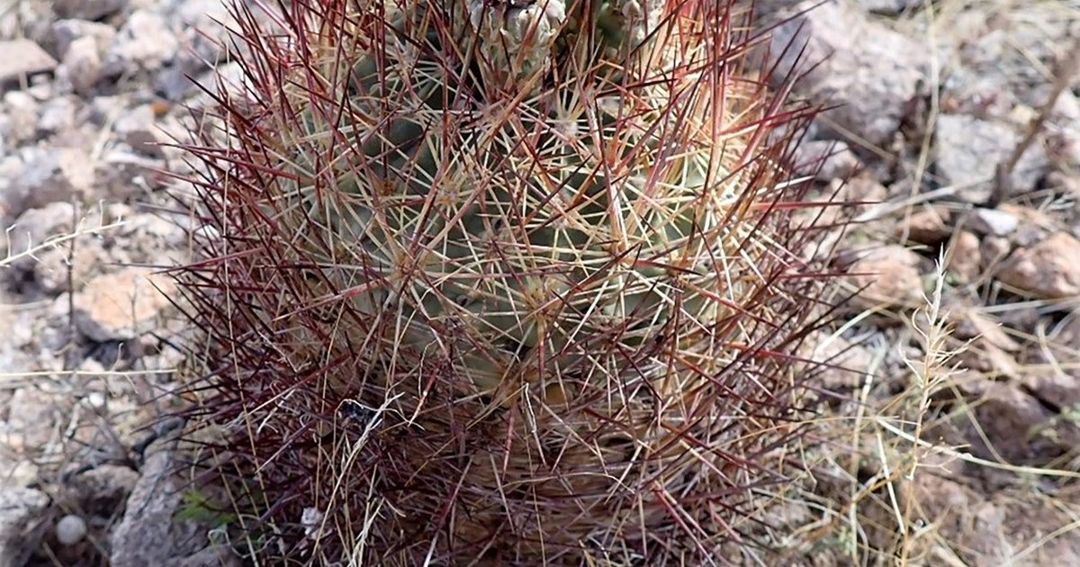 Acuña Cactus (Echinomastus erectocentrus var. acunensis) | U.S. Fish & Wildlife Service